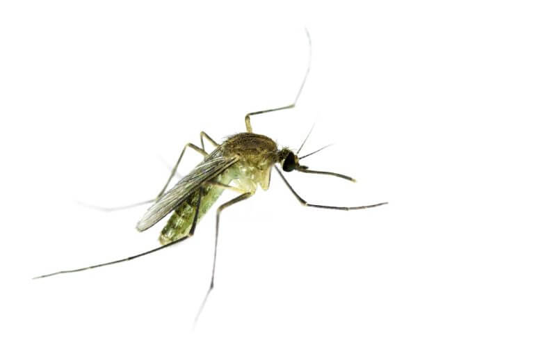 How To Kill Fungus Gnats Using Hydrogen Peroxide Bulk Peroxide